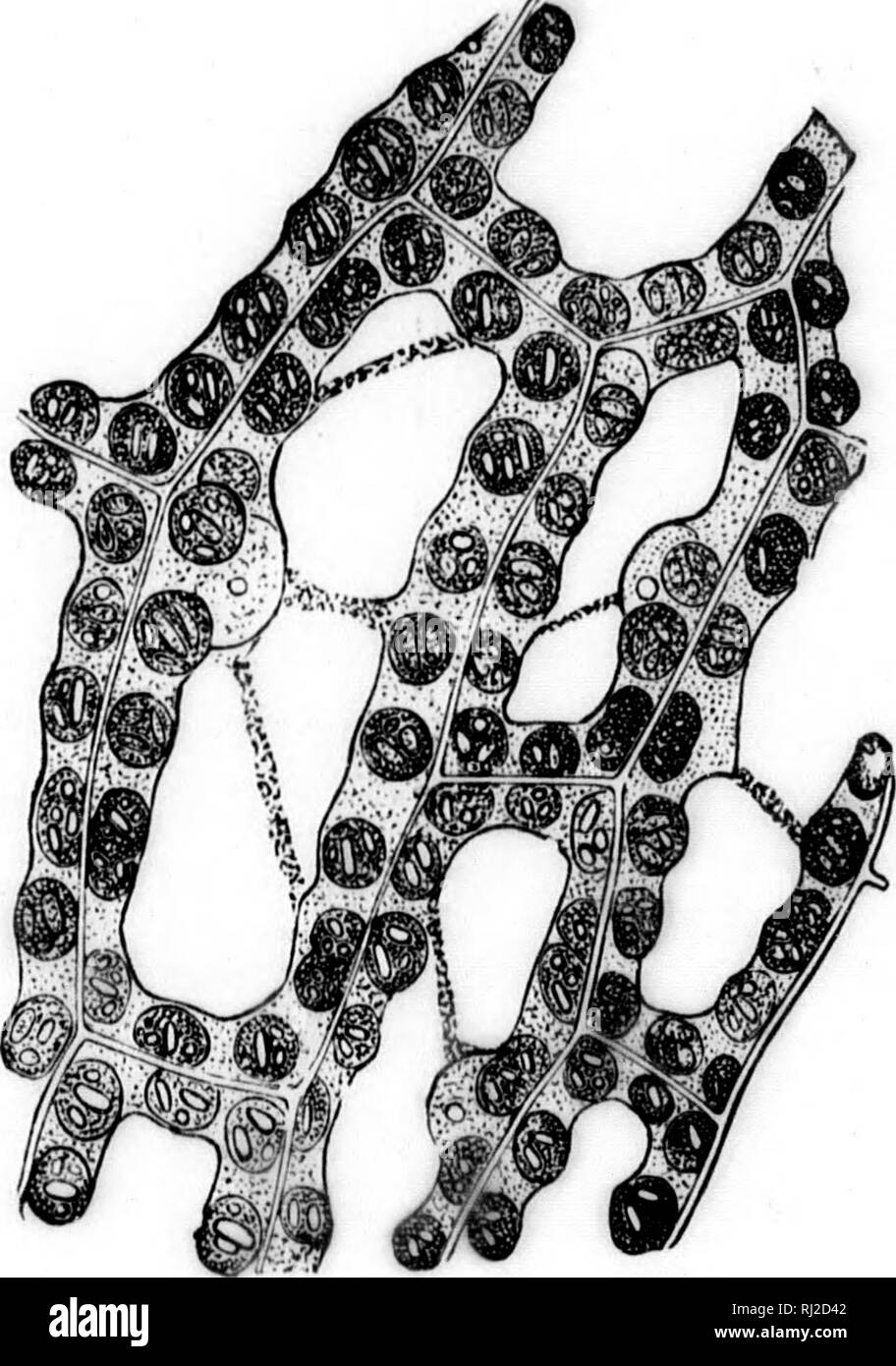 . The elements of structural botany [microform] : with special ...