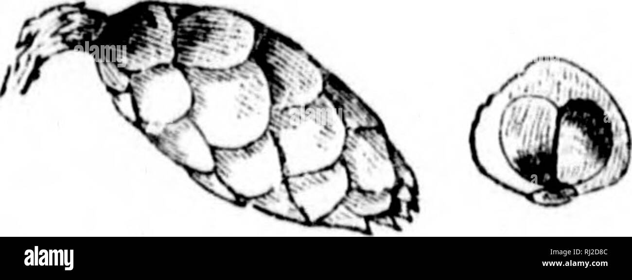 Parietal placentation Black and White Stock Photos & Images - Alamy