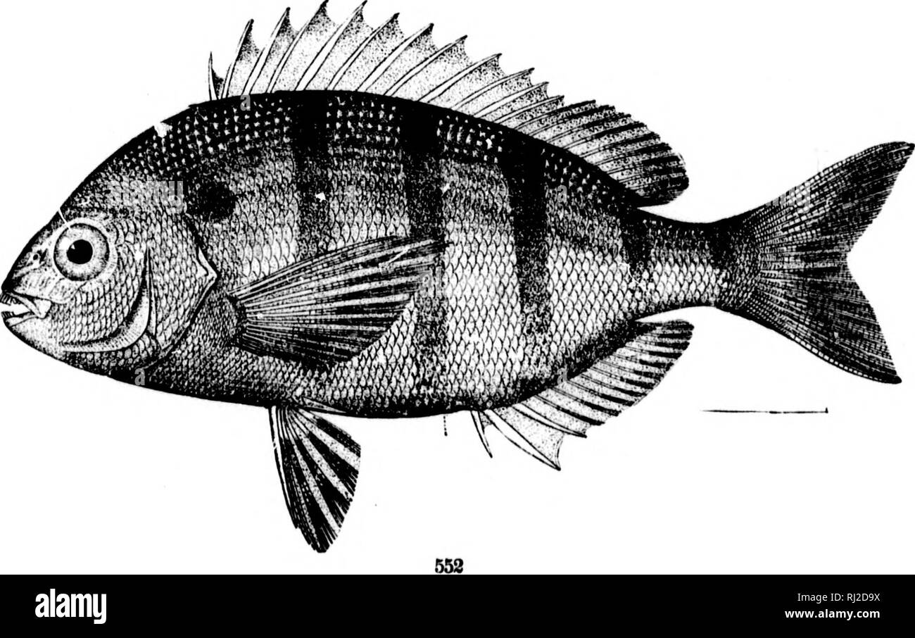 . The fishes of North and Middle America [microform] : a descriptive ...