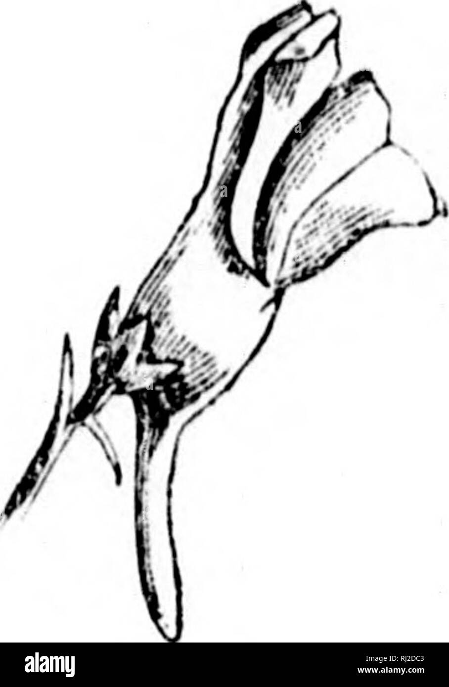 Overlapping sepals Cut Out Stock Images & Pictures - Alamy