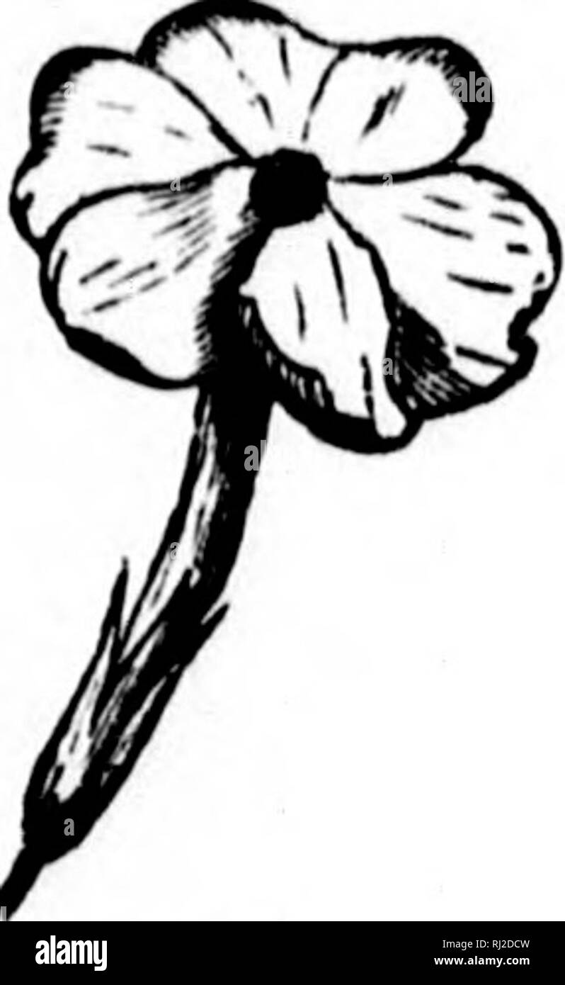 . The elements of structural botany [microform] : with special ...