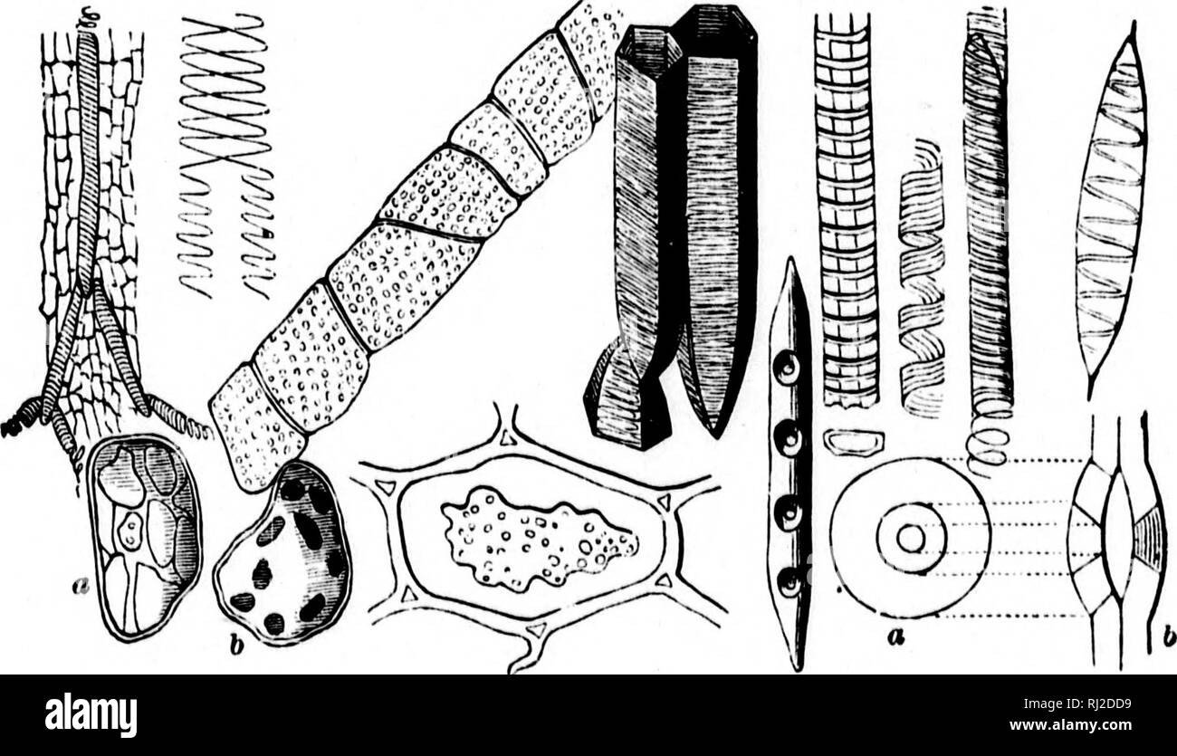 . Class-book of botany [microform] : being outlines of the structures ...