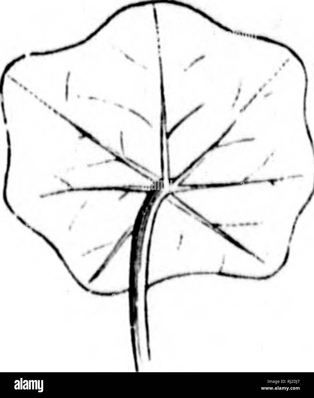 Kidney shaped figures Black and White Stock Photos & Images - Alamy