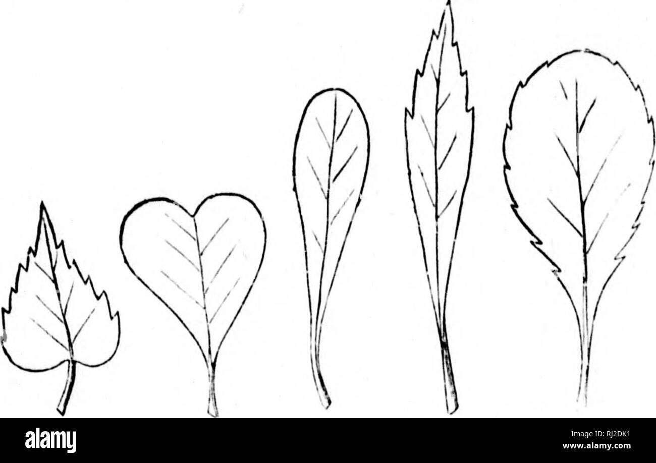 . The elements of structural botany [microform] : with special ...