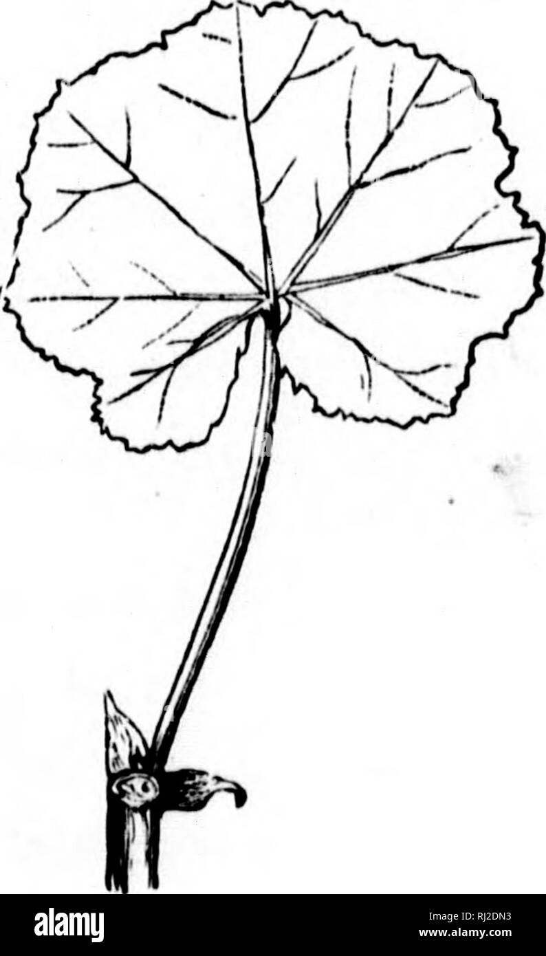 Maple leaf anatomy Black and White Stock Photos & Images - Alamy