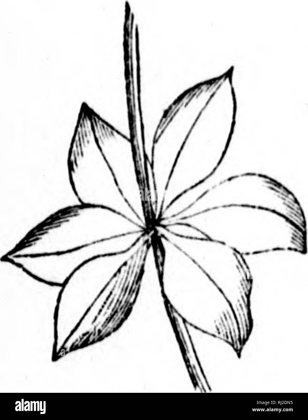 Plantes saprophytes hi-res stock photography and images - Alamy