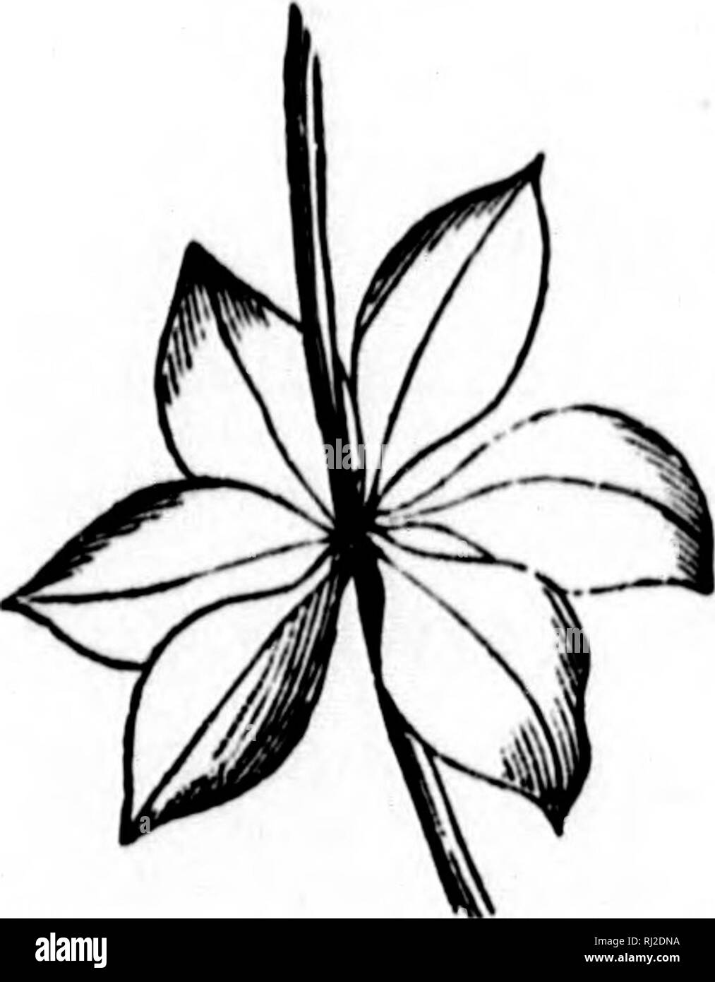 Plantes saprophytes hi-res stock photography and images - Alamy