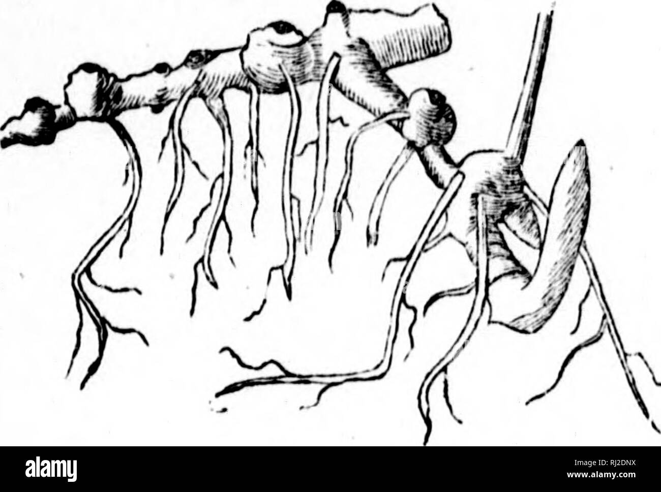 Slenis hi-res stock photography and images - Alamy