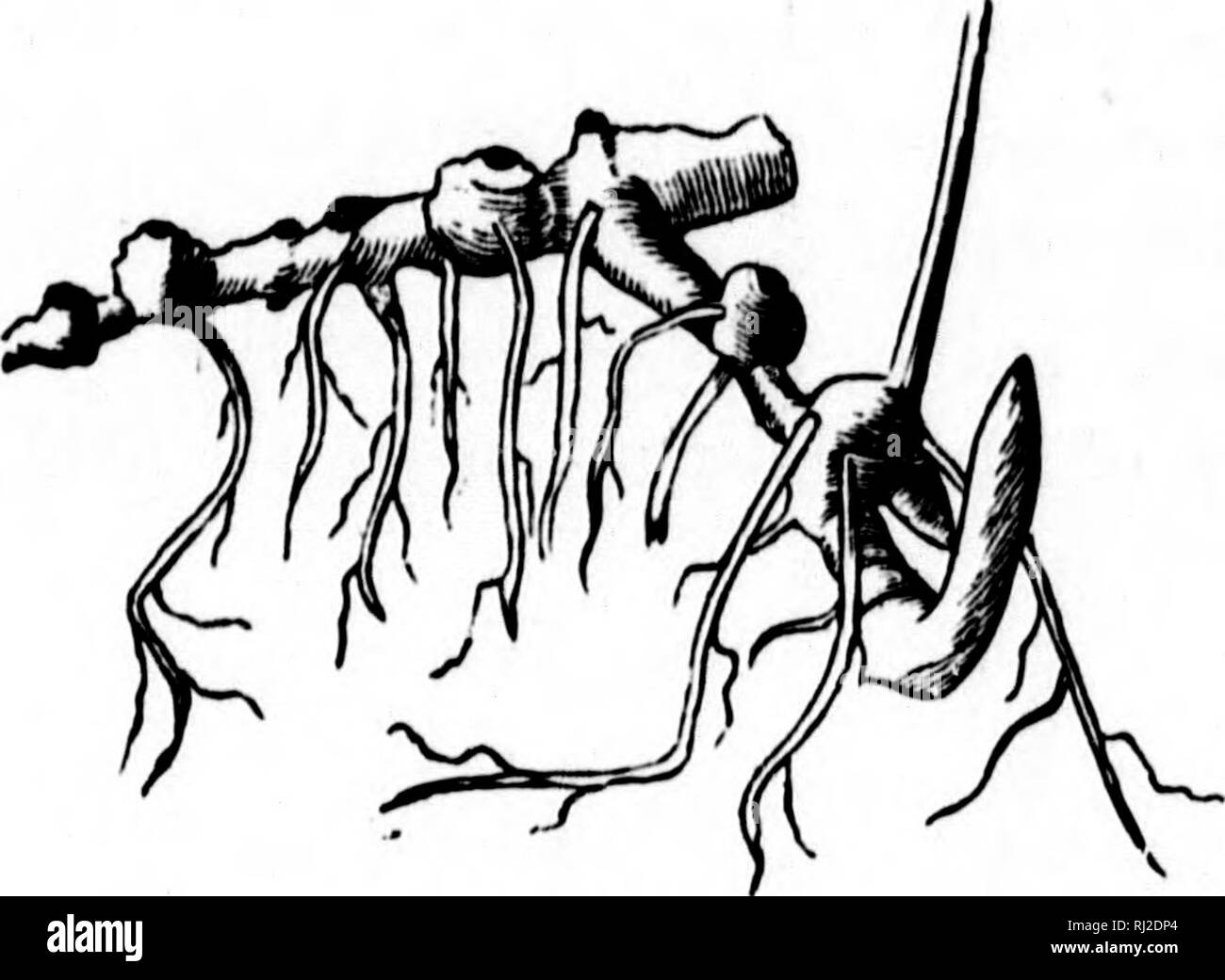 Rhizome plant Black and White Stock Photos & Images - Alamy