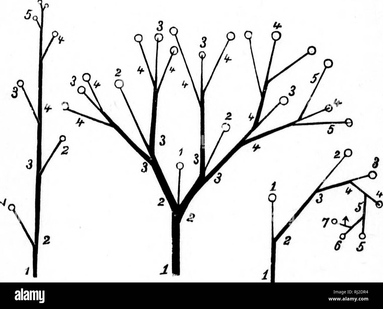 Two lateral stems Cut Out Stock Images & Pictures - Alamy