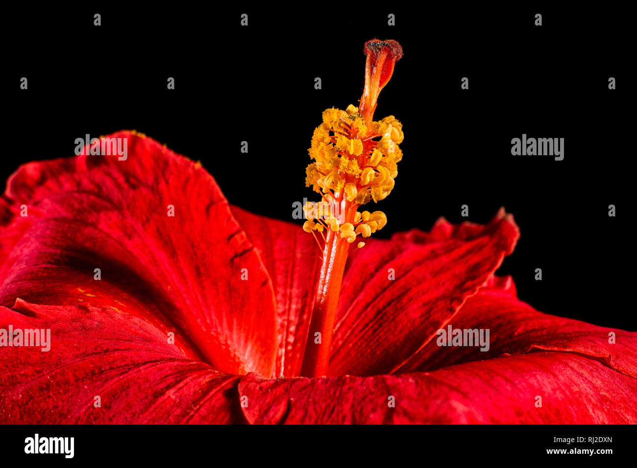 red hawaiian hibiscus flower macro Stock Photo - Alamy
