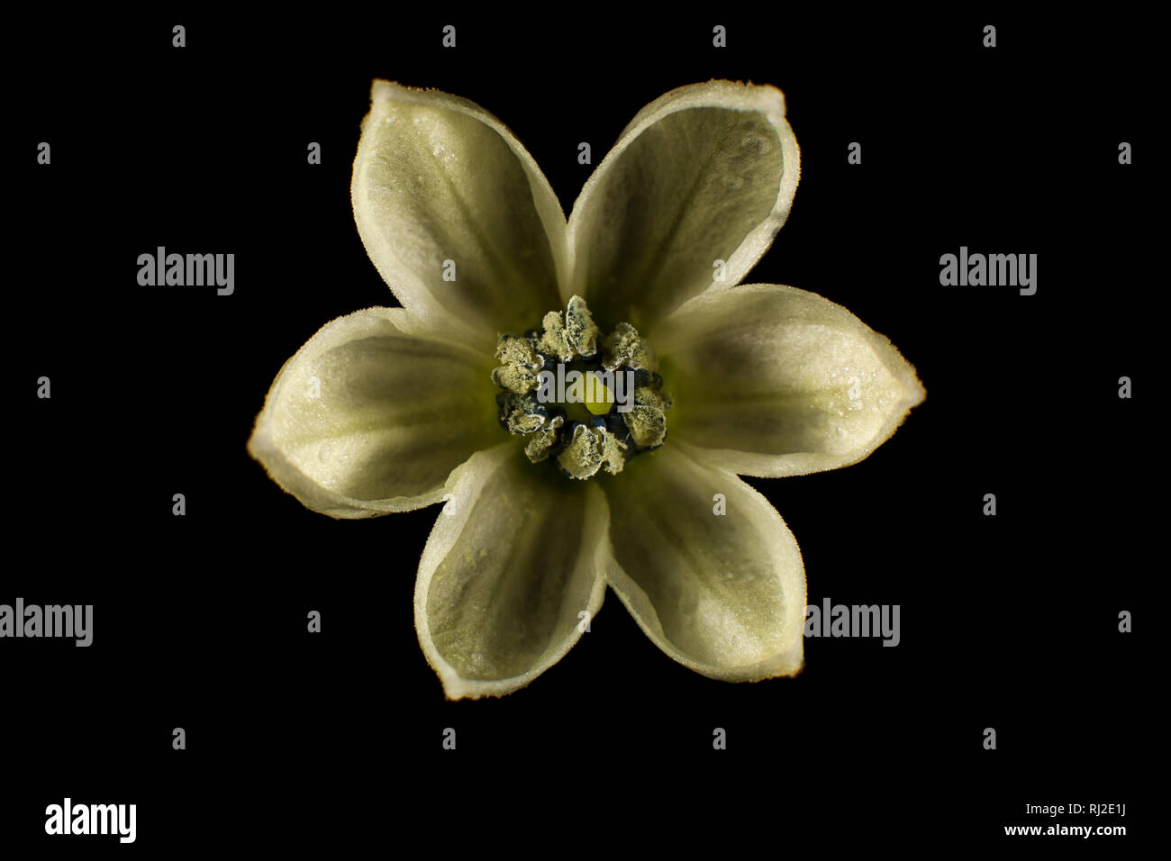 pepper plant flower Stock Photo - Alamy