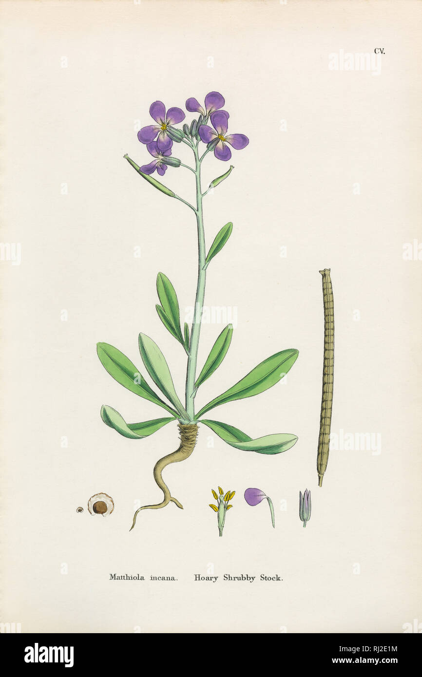 Antique Hand-Colored English Victorian Botanical Illustration, Circa ...