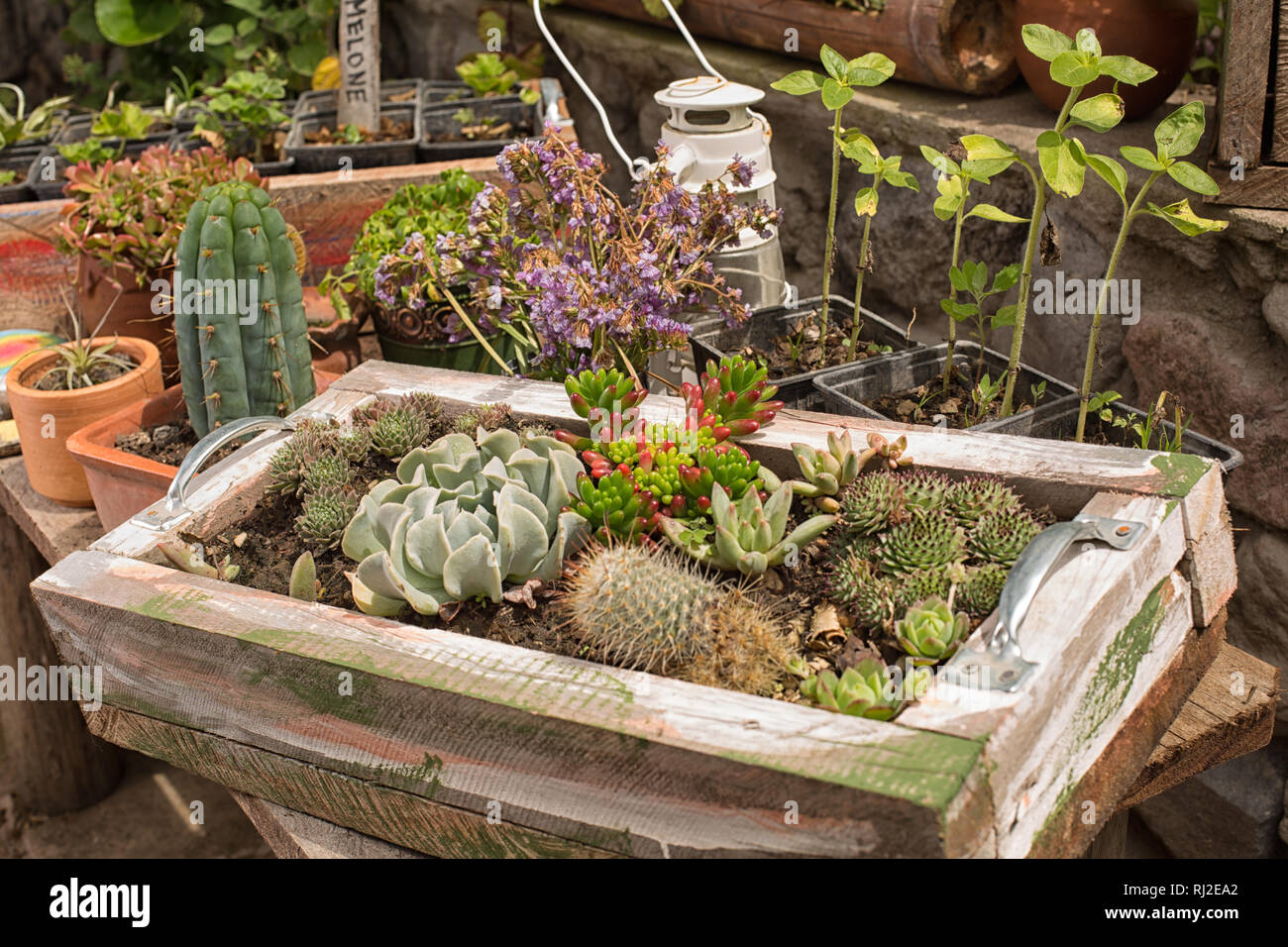 rustic garden plants Stock Photo - Alamy