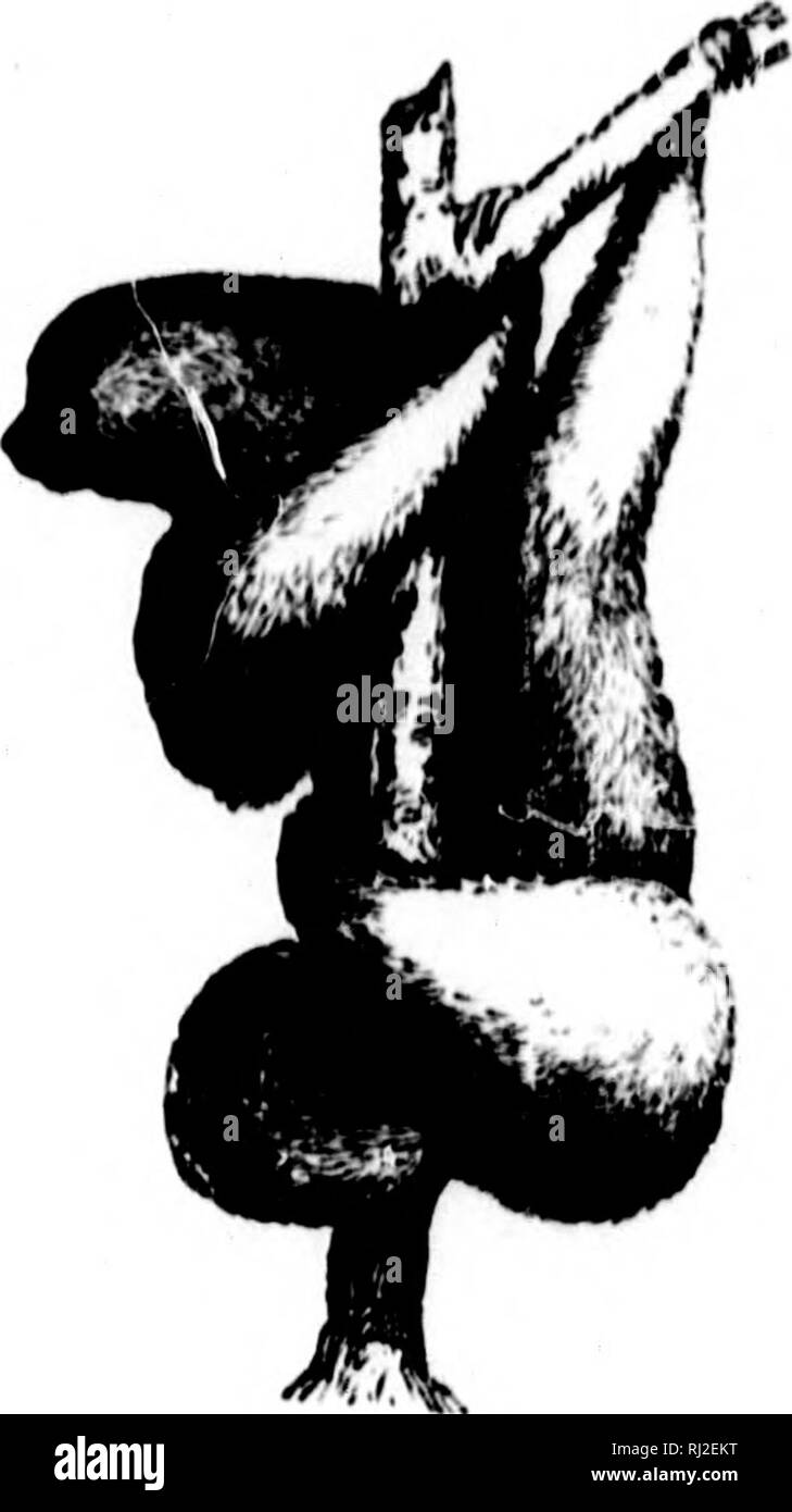 Chamc hi-res stock photography and images - Alamy