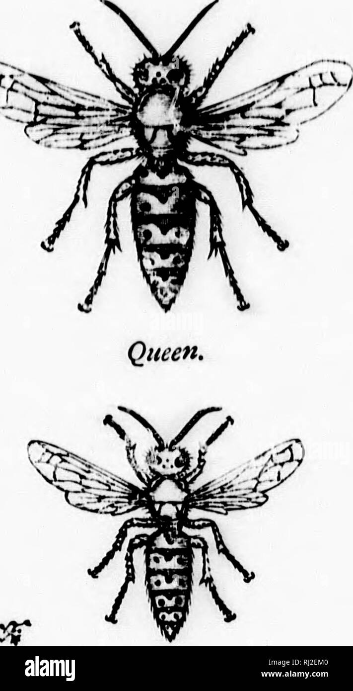 Feminine traits hi-res stock photography and images - Alamy