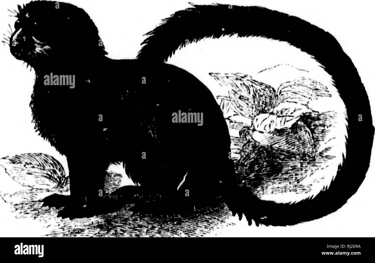 Titan beetle hi-res stock photography and images - Alamy