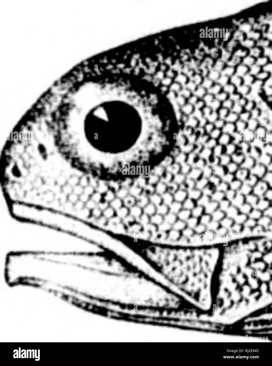 . The fishes of North and Middle America [microform] : a descriptive ...