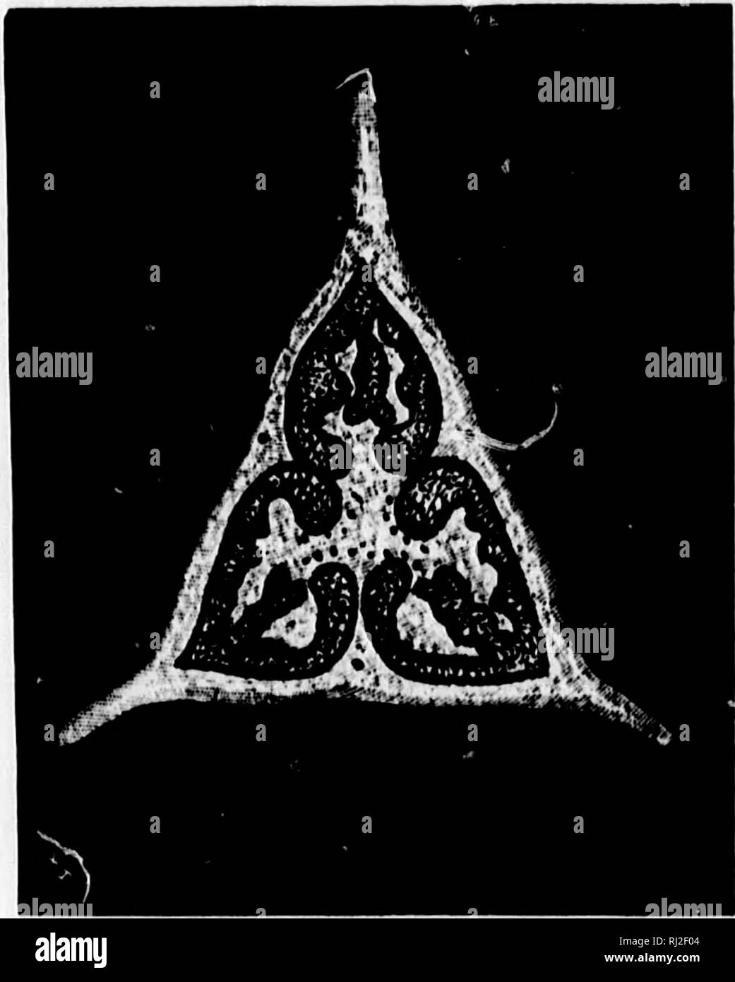 Sticky pollen pollen grains hi-res stock photography and images - Alamy