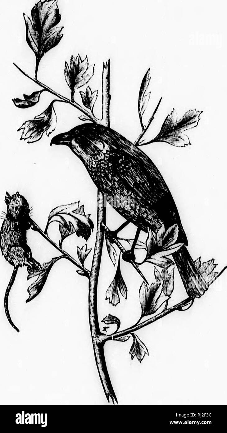 Chase flying insects Black and White Stock Photos & Images - Alamy