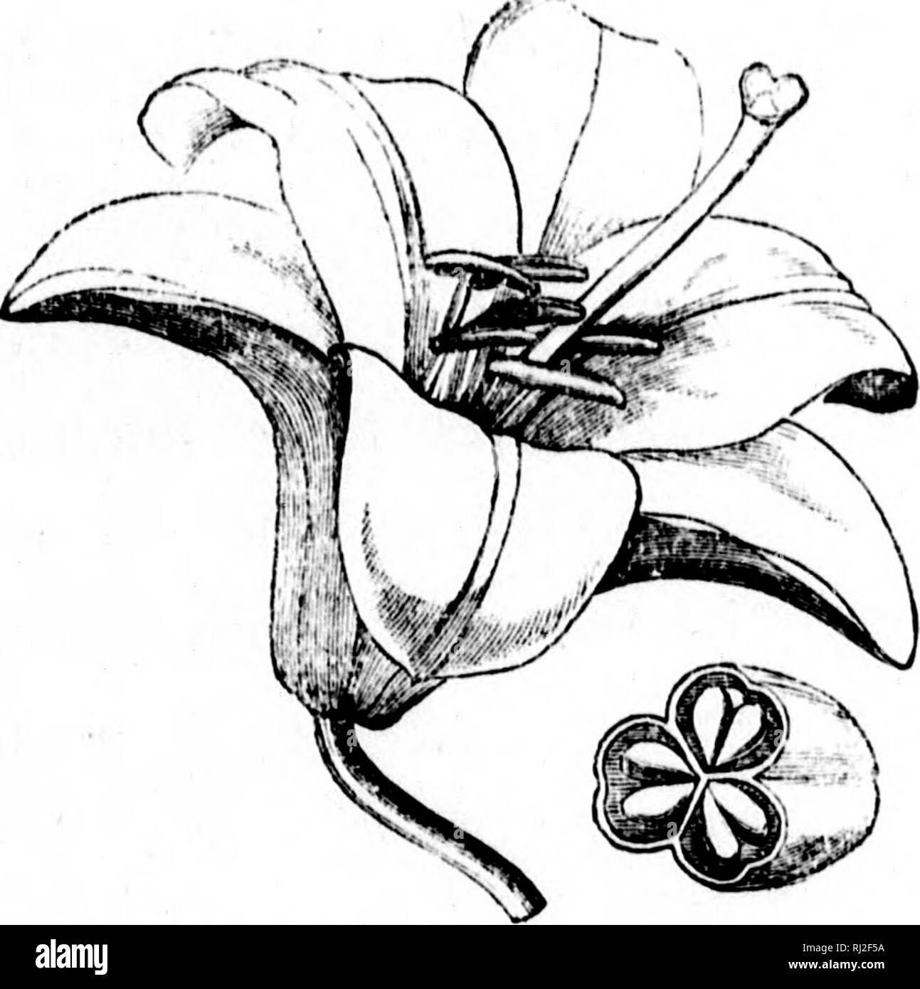 Lilium Locule