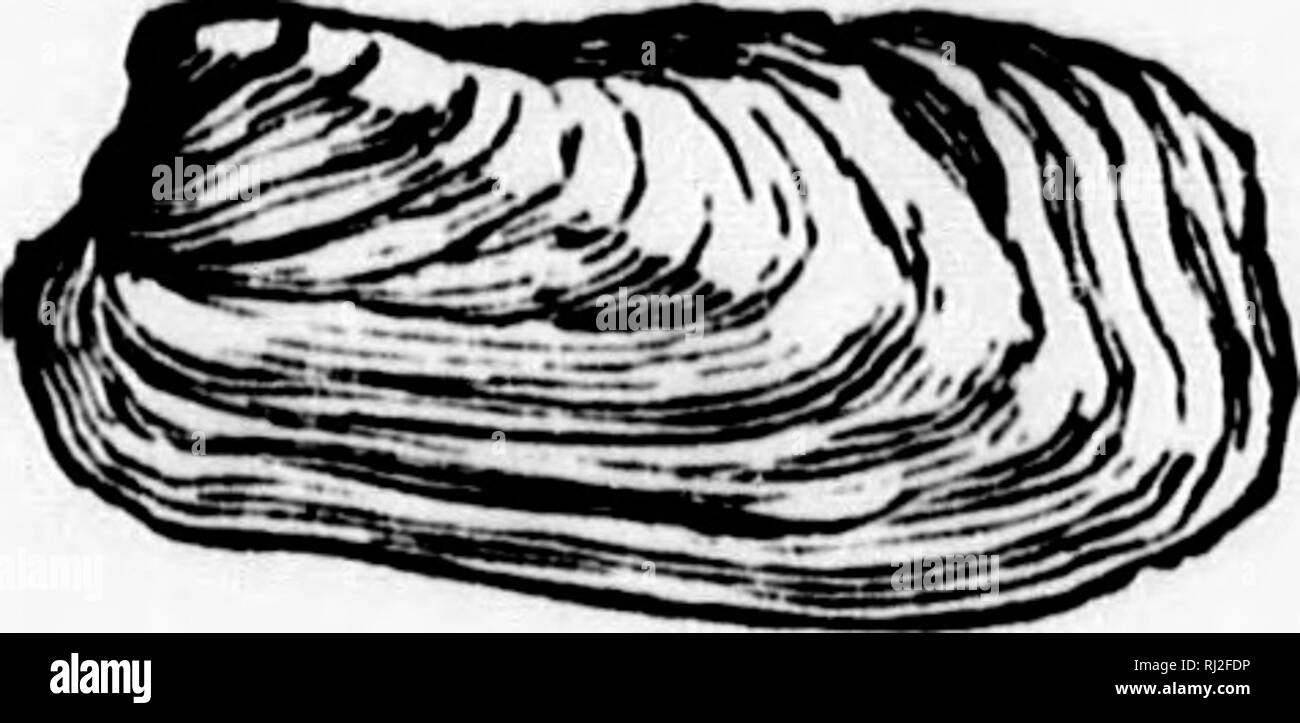 Teredo worm Black and White Stock Photos & Images - Alamy