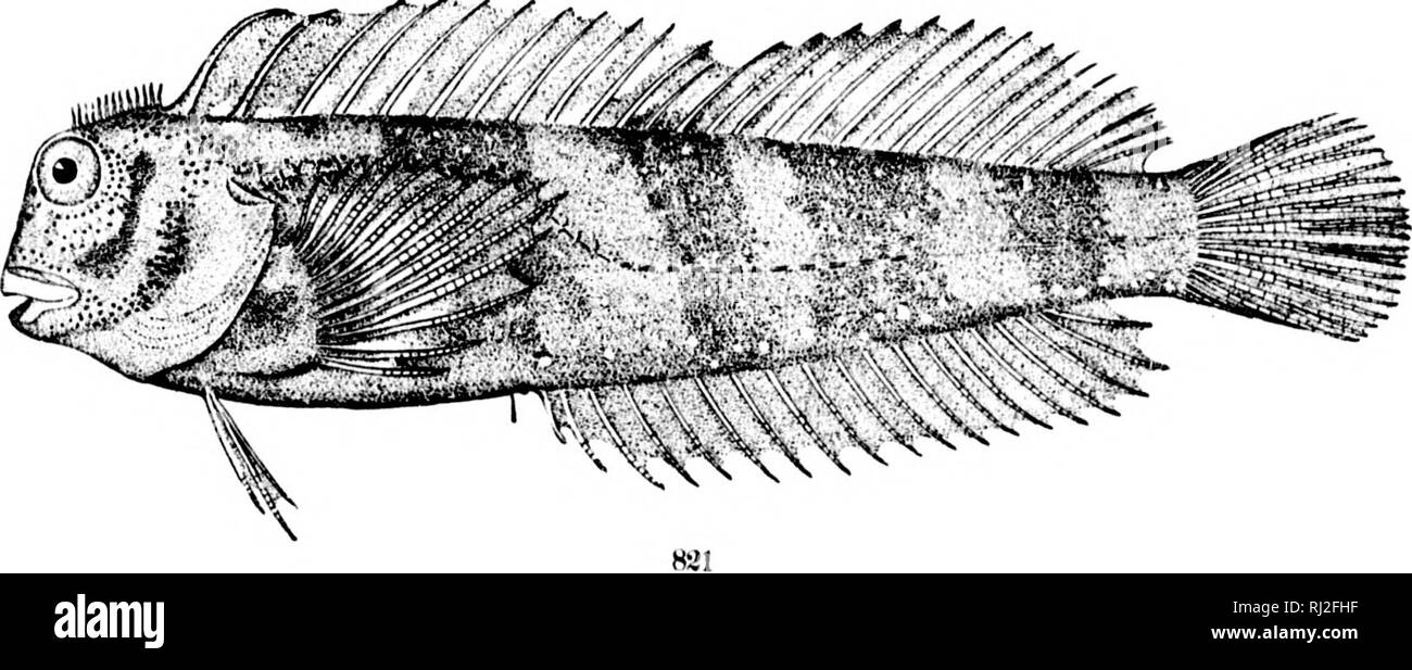 . The fishes of North and Middle America [microform] : a descriptive ...