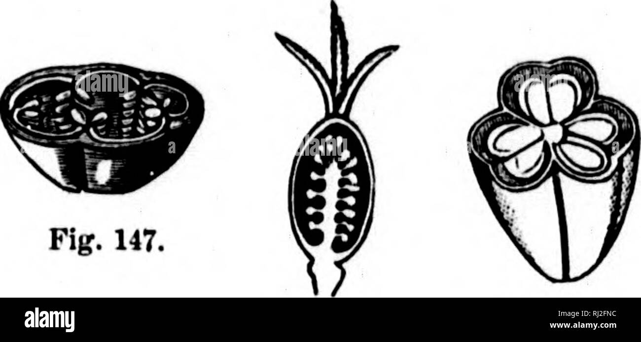 Toothed petal Black and White Stock Photos & Images - Alamy