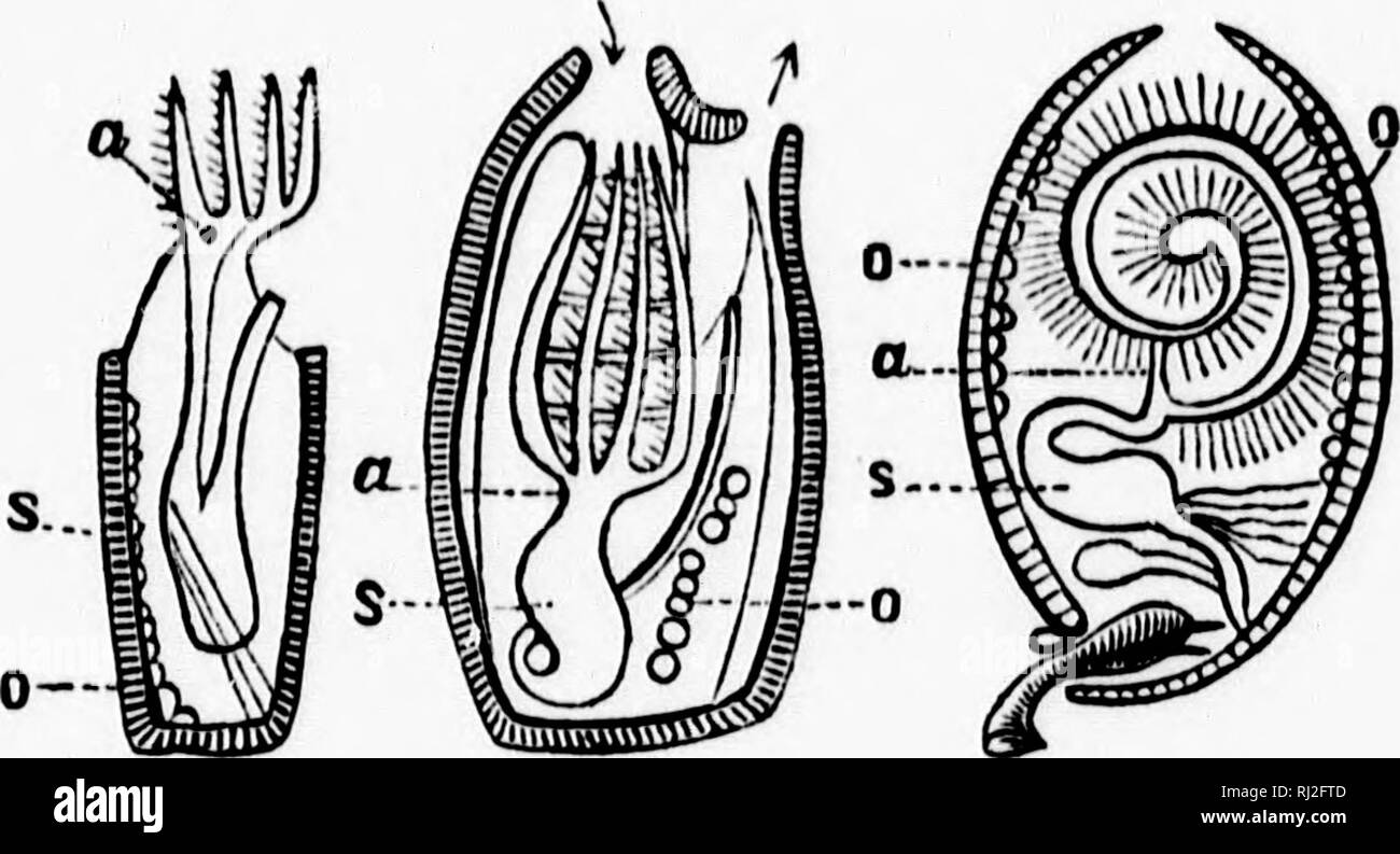 Lusca Black and White Stock Photos & Images - Alamy