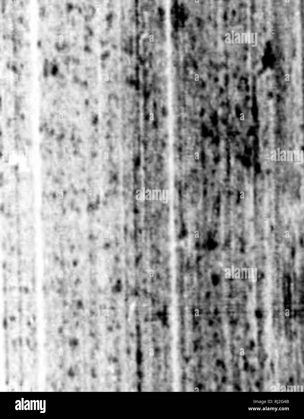 . Monographs of the Diptera of North America [microform]. Diptera ...