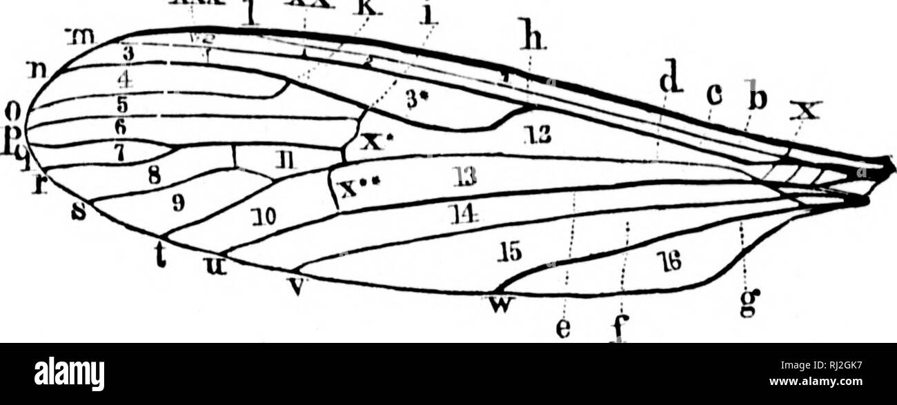 First order veins Black and White Stock Photos & Images - Alamy