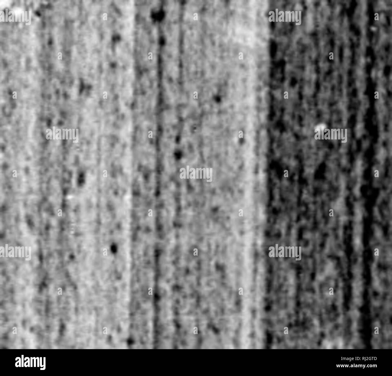 . Monographs of the Diptera of North America [microform]. Diptera ...