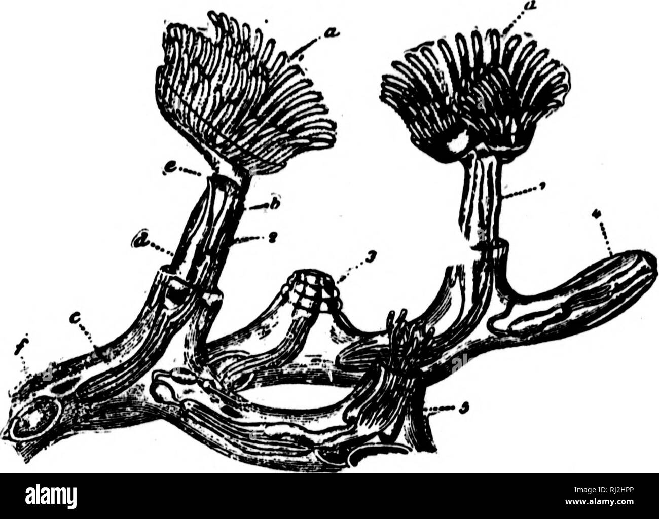 . An introduction to zoology [microform] : for the use of high schools ...