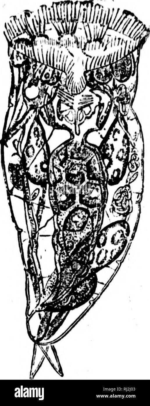 Rotifer wheels Black and White Stock Photos & Images - Alamy