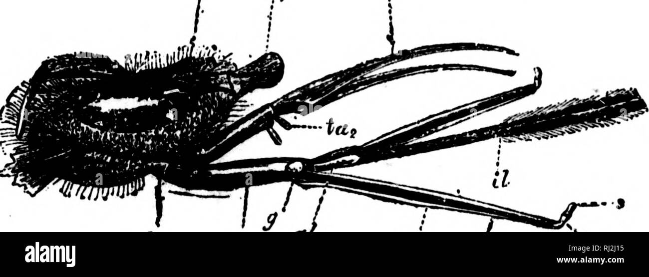 Honey bee uk Black and White Stock Photos & Images - Alamy