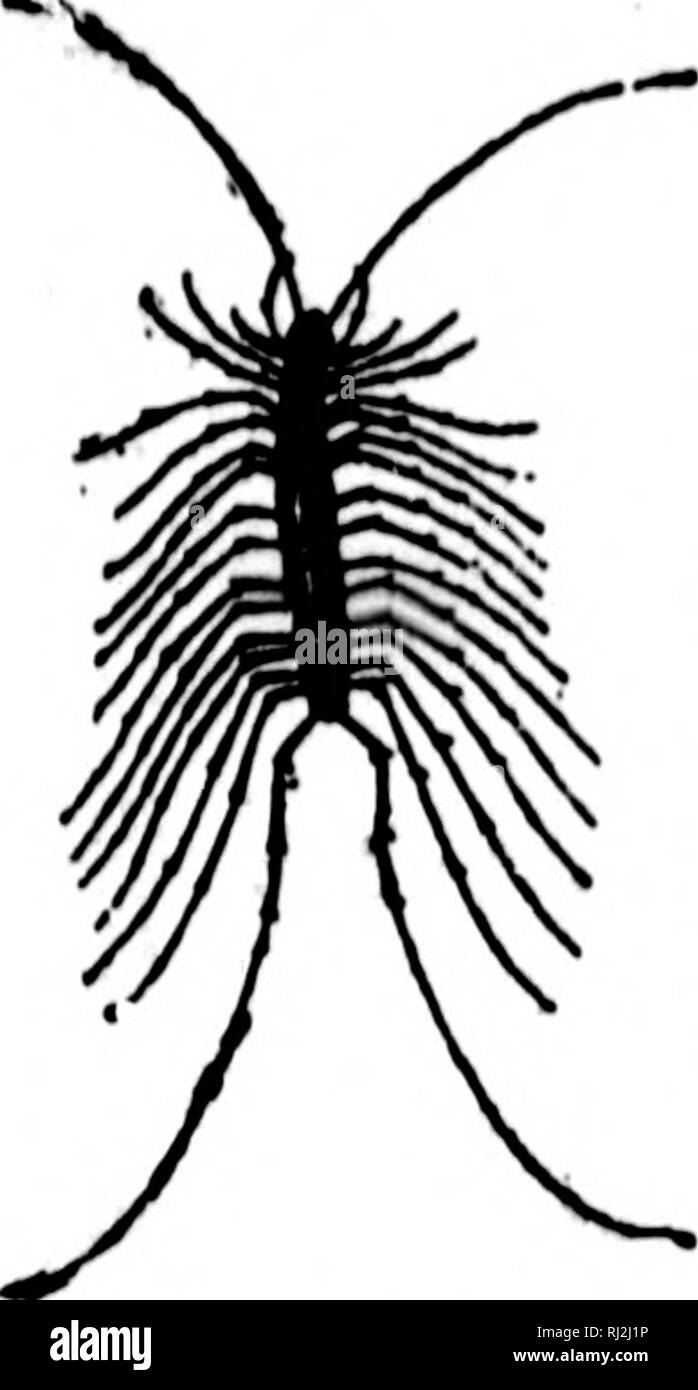 Centipedes uk hi-res stock photography and images - Alamy