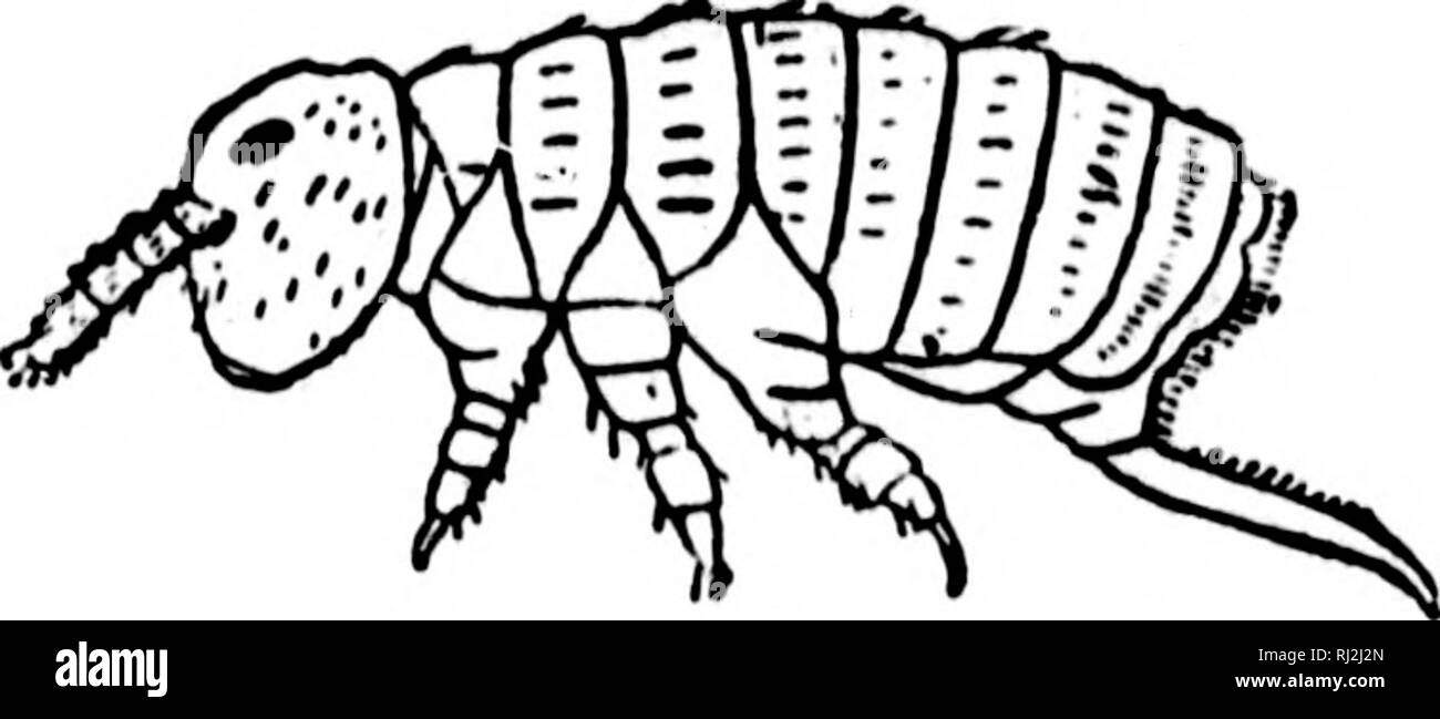 . An introduction to zoology [microform] : for the use of high schools ...