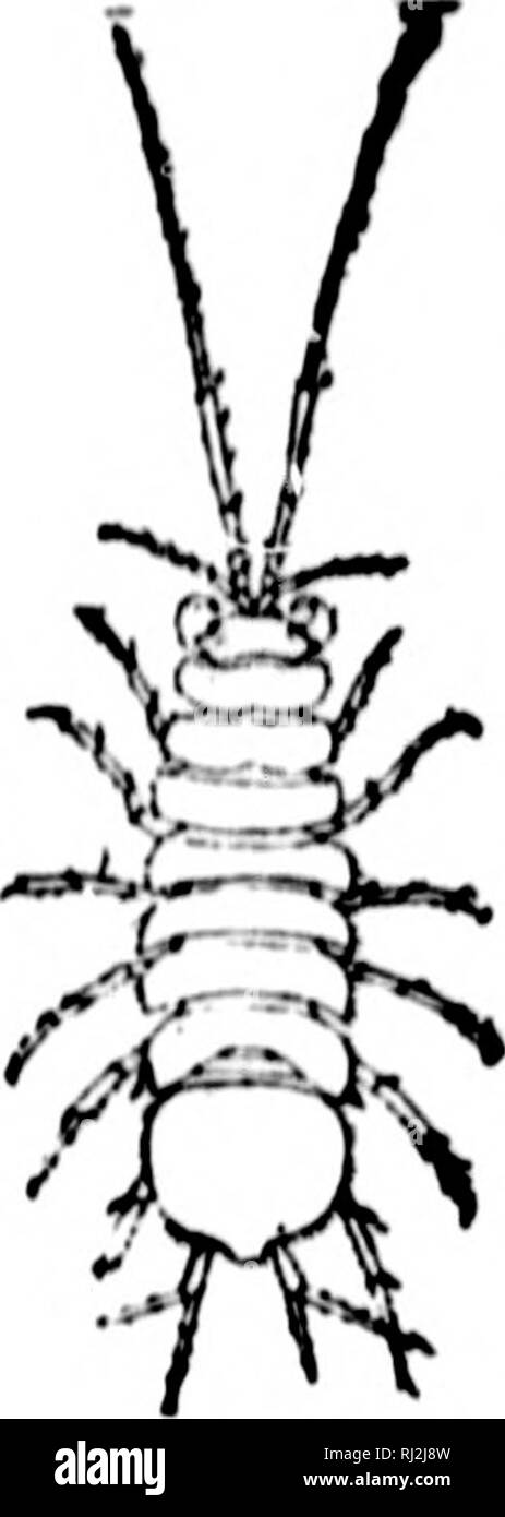 . An introduction to zoology [microform] : for the use of high schools ...