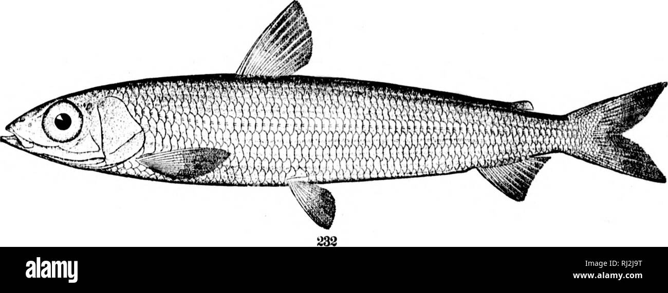 . The fishes of North and Middle America [microform] : a descriptive ...
