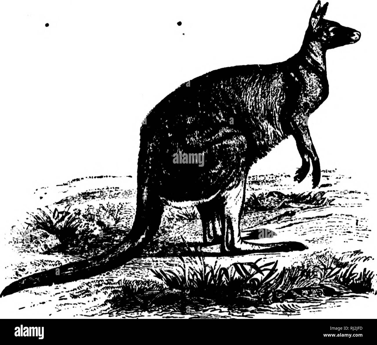 Carnivorous Kangaroo