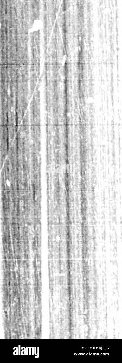 Tine dairy Black and White Stock Photos & Images - Alamy