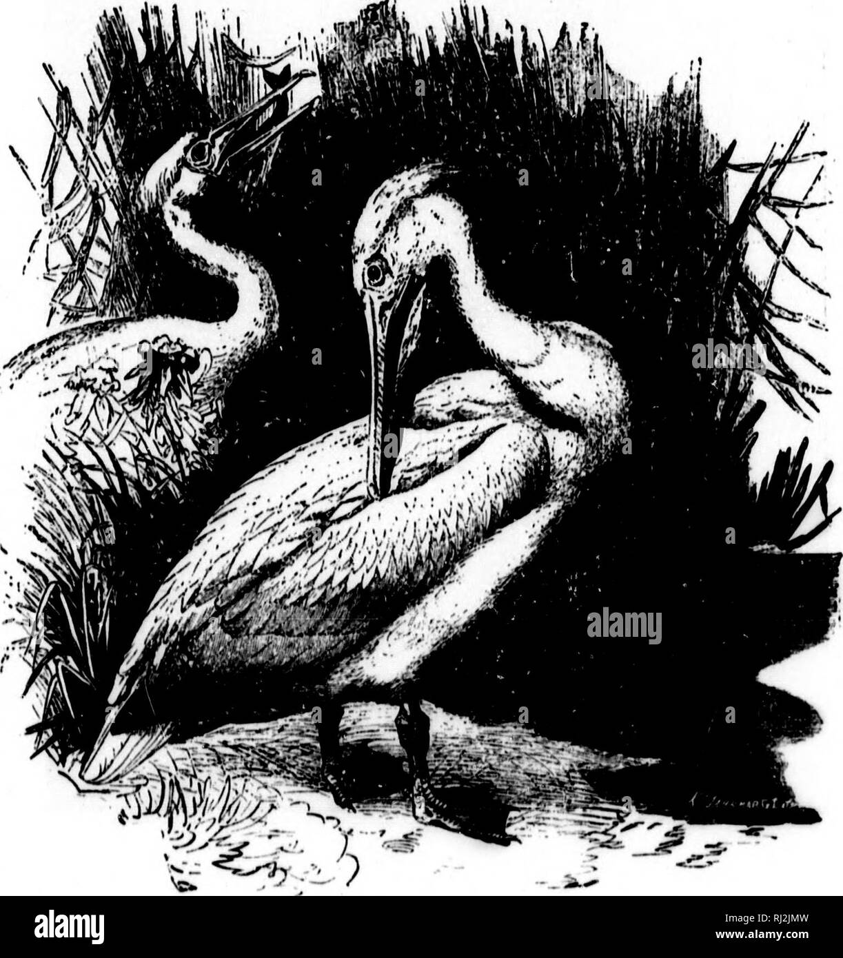 American great white pelican Black and White Stock Photos & Images - Alamy