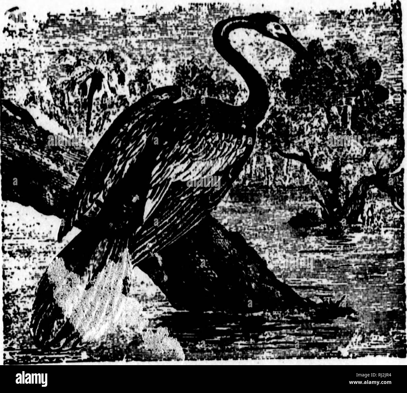 High elevation birds Black and White Stock Photos & Images - Alamy