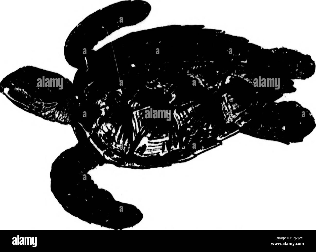 Nuchal shell hi-res stock photography and images - Alamy