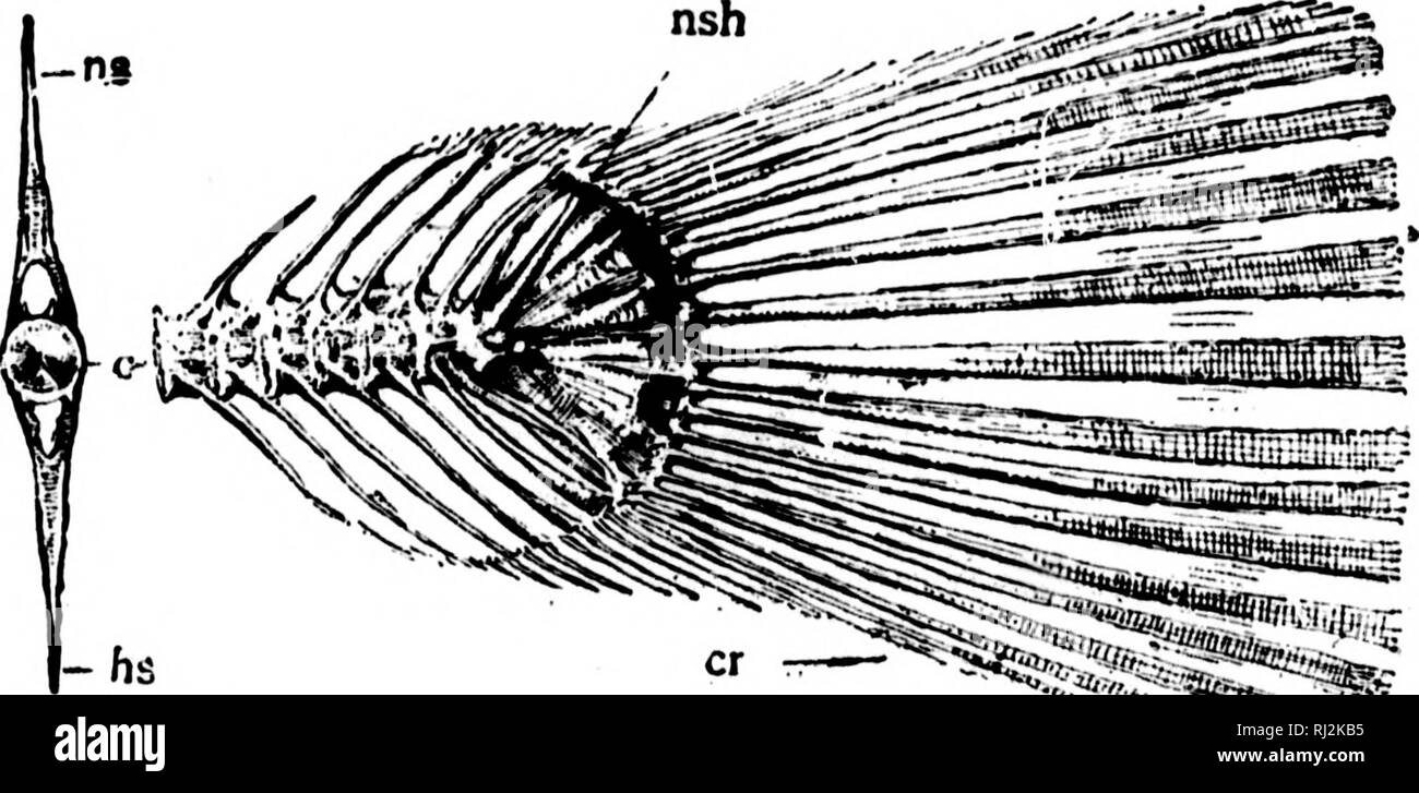 Catfish Skeleton Logo