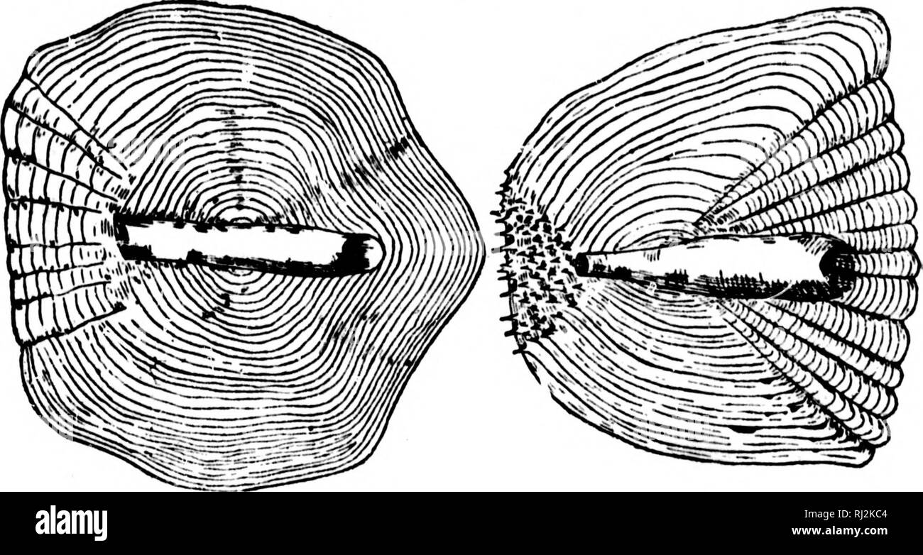 Cycloid scale hi-res stock photography and images - Alamy