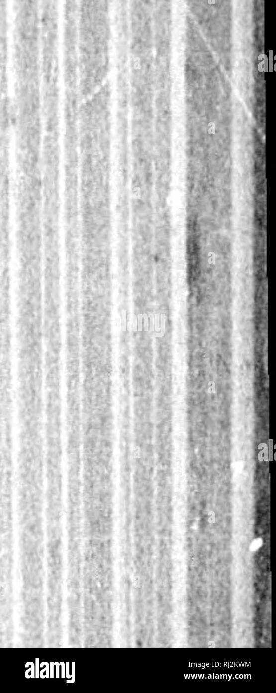 Falcate dorsal fin hi-res stock photography and images - Alamy