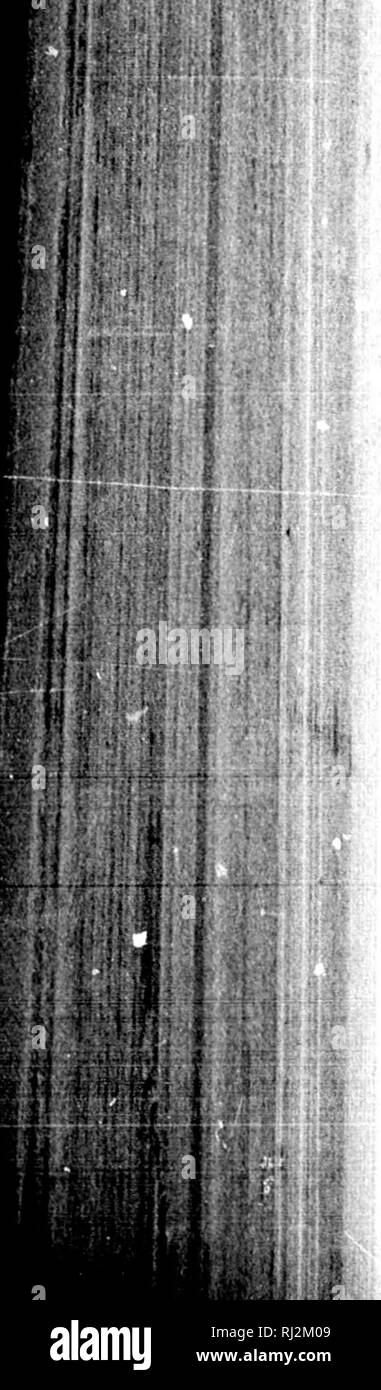 Pinus species mexico hi-res stock photography and images - Alamy