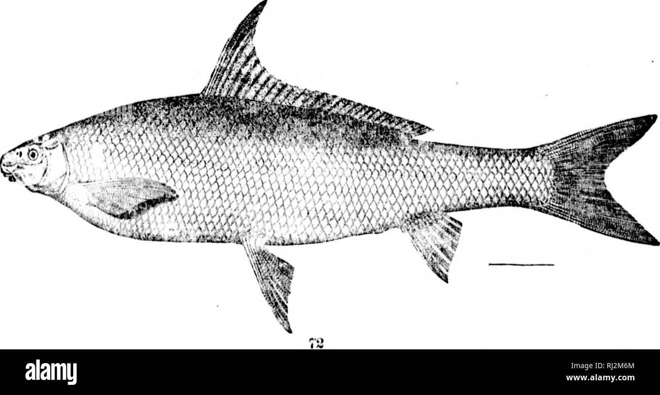 . The fishes of North and Middle America [microform] : a descriptive ...