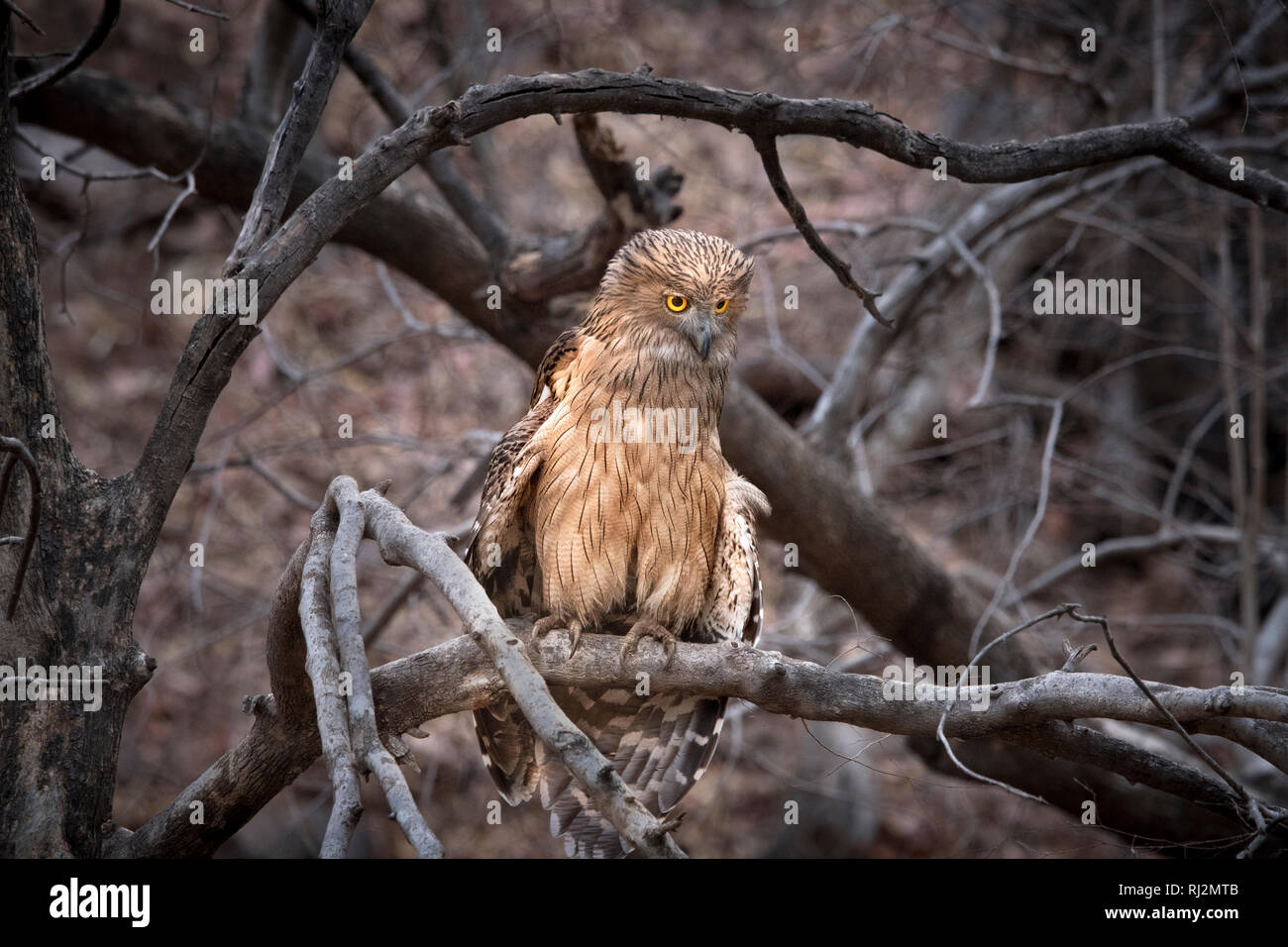 Dusky eagle owl hi-res stock photography and images - Alamy